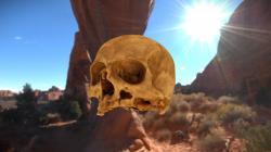 homo sapiens skull 3D Models | Page 1 | STLFinder