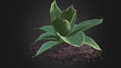 plant hosta 3D Models | Page 1 | STLFinder