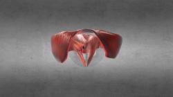 human anatomy diaphragm 3D Models | Page 1 | STLFinder