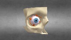 eye section 3D Models | Page 1 | STLFinder