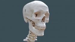 human skull and neck 3D Models | Page 1 | STLFinder