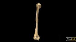 labeled humerus 3d models | Page 1 | STLFinder