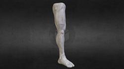 female leg anatomy 3d models 【 STLFinder