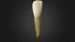 Lower Lateral Incisor 3D Models | Page 1 | STLFinder
