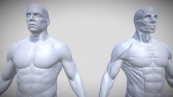 male upper body anatomy 3D Models | Page 1 | STLFinder
