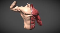 male torso anatomy reference 3d models 【 STLFinder