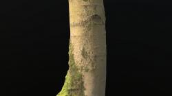 beech tree trunk 3D Models | Page 1 | STLFinder