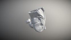 Mouse skull from microCT 3D Models | Page 1 | STLFinder