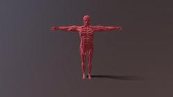 muscle 3d models 【 STLFinder