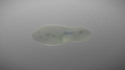 paramecium protist 3D Models | Page 1 | STLFinder