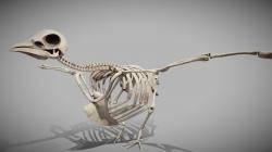 skeleton of a pigeon 3D Models | Page 1 | STLFinder