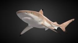 reef shark miniature 3D Models | Page 1 | STLFinder
