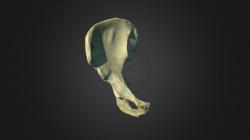 3d os coxa study anatomy | Page 1 | STLFinder