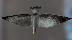 seagull rigged 3D Models | Page 1 | STLFinder