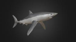 short fin mako shark skull 3D Models | Page 1 | STLFinder