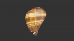 blue kutani conch shell shaped deformed small plate for sale 3D Models ...