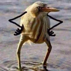 opium bird meme 3D Models | Page 1 | STLFinder