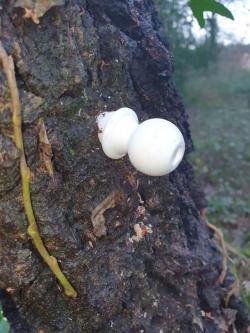 sap spile 3D Models | Page 1 | STLFinder