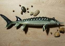 captured 120 170 female sturgeon carrying eggs project produce ...