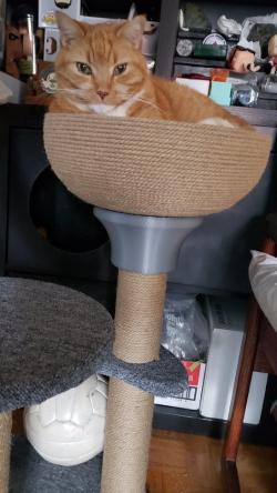 whisker city cat tree 3d models 【 STLFinder