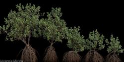 grey mangroves 3D Models | Page 1 | STLFinder