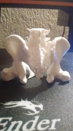 pelvis 3d models 【 STLFinder