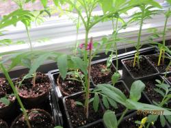 plant support clips 3d models 【 STLFinder