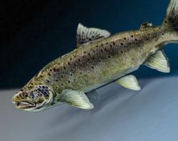 atlantic salmon 3D Models | Page 1 | STLFinder