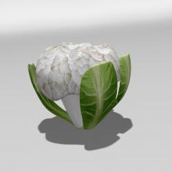 cauliflower brain model | Page 1 | STLFinder