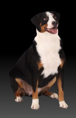 bokep animals dog 3d | Page 1 | STLFinder
