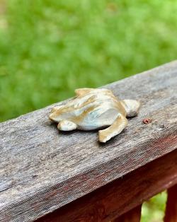 leatherback sea turtle 3D Models | Page 1 | STLFinder