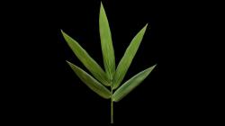 bamboo leaf texture 3D Models | Page 1 | STLFinder