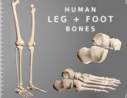 human leg 3d models | Page 1 | STLFinder