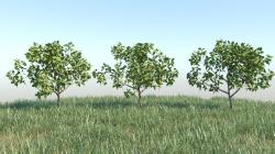 green capsicum 3d models | Page 1 | STLFinder