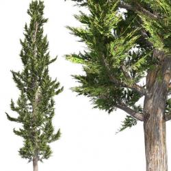 hollywood juniper tree 3D Models | Page 1 | STLFinder