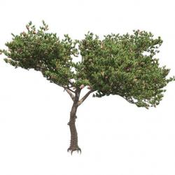 italian cypress tree 3D Models | Page 1 | STLFinder