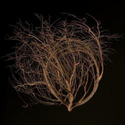 tumbleweed 3d models | Page 1 | STLFinder