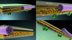 ficus leaf cross section 3D Models | Page 1 | STLFinder