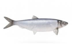 herring fish 3d models | Page 1 | STLFinder