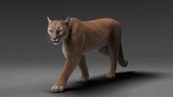 puma animal 3d | Page 1 | STLFinder