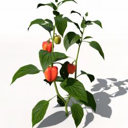 chili pepper 3d models | Page 1 | STLFinder