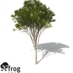 australian tea tree plant 3D Models | Page 1 | STLFinder