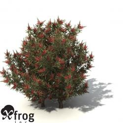 calothamnus gilesii 3D Models | Page 1 | STLFinder