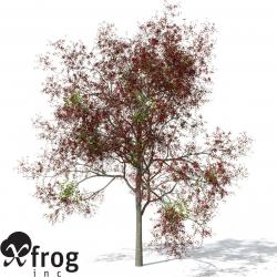 flame of the forest tree 3D Models | Page 1 | STLFinder