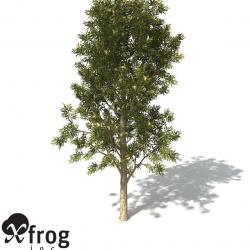 spotted gum tree 3D Models | Page 1 | STLFinder
