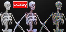 4d human anatomy model 【 STLFinder