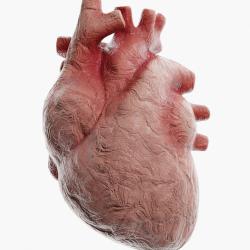 3d heart model clay | Page 1 | STLFinder