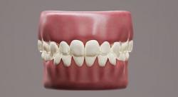 primary teeth molars 3d models | Page 1 | STLFinder