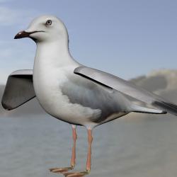 seagull models | Page 1 | STLFinder