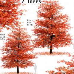 Nyssa Sylvatica (Black Tupelo) 3D Models | Page 1 | STLFinder